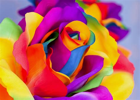 Rainbow Rose Wallpapers 4k Hd Backgrounds On Wallpaperbat