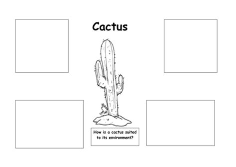 Cactus Suited To Its Environment By Stuffedcrust Teaching Resources Tes