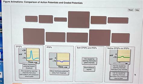 Solved Figure Animations Comparison Of Action Potentials And Graded Potentials Epsps Ipsps