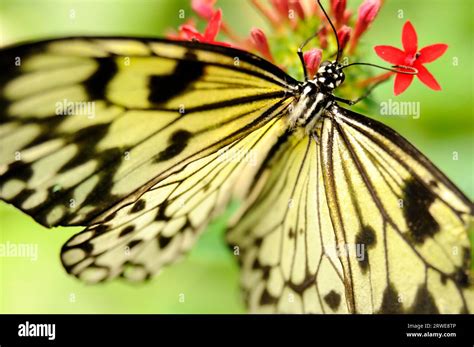 Asian Tree Nymph On A Flower Stock Photo Alamy