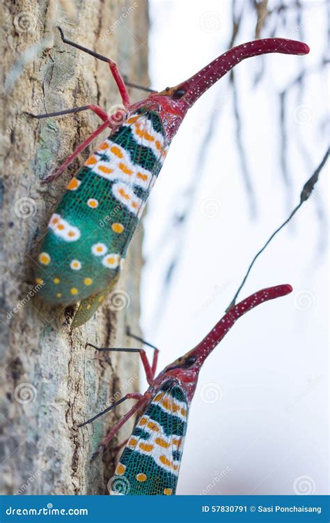 Lanternfly The Insect On Tree Stock Image CartoonDealer Com