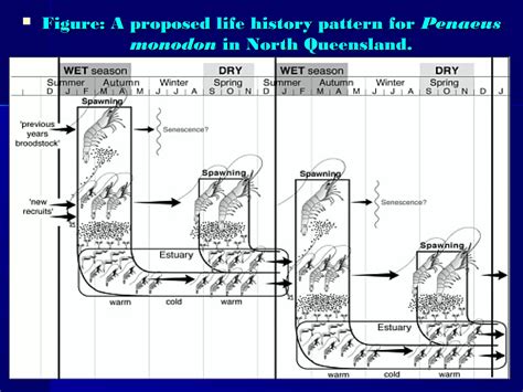 Shrimp Culture Culture Of Tiger Shrimp Penaeus Monodon Ppt Geography Science