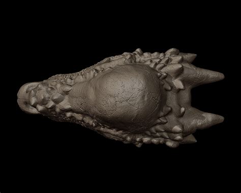 Pachycephalosaurus Skull On Behance