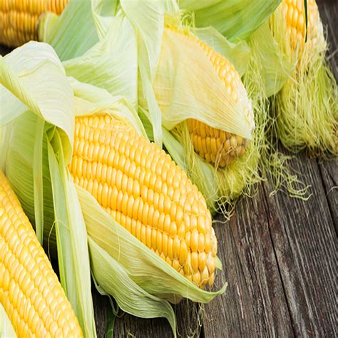 Yellow Maize At Best Price In Vadodara Gujarat New Bhavna Machine Tools