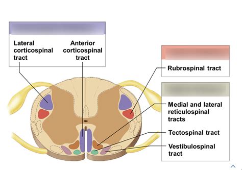 Organization Of Motor Pathways Diagram Quizlet