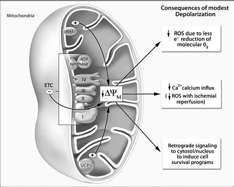 Figure 2 From Mitochondrial Depolarization And The Role Of Uncoupling