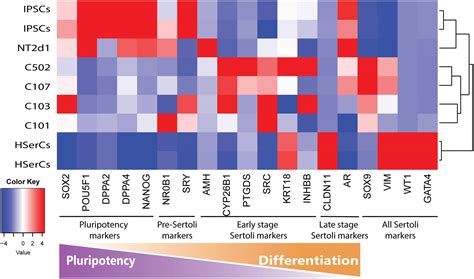 Frontiers A Human Gonadal Cell Model From Induced Pluripotent Stem Cells