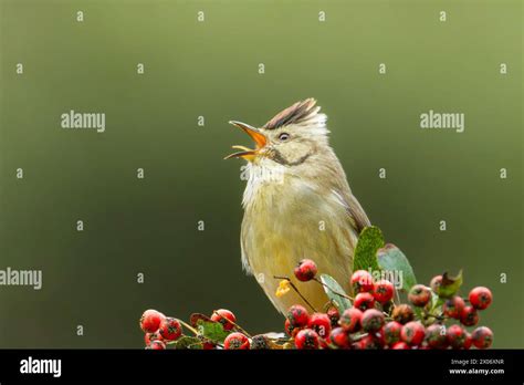 Taiwan Yuhina Yuhina Brunneiceps Endemic Bird Of Taiwan Perched In Tree Bird Eating Red Fruits