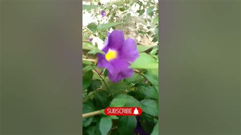 මේ මල් මොනවද 🌼🌺🌼 Beautiful Flowers Subscribe Like Comment Share Srilanka World Youtube