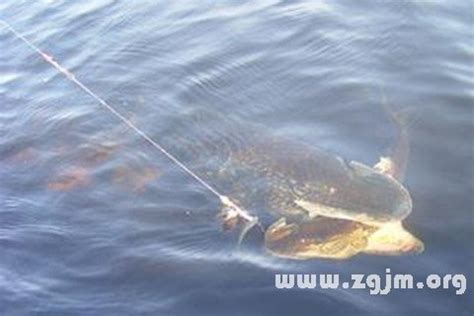 夢見釣到大魚 周公解夢夢到釣到大魚是什麼意思 做夢夢見釣到大魚好不好 周公解夢官網 周公解夢大全