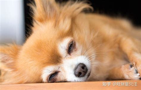 我家狗好像智商不正常！宁愿睡地板，也不睡狗窝？ 知乎
