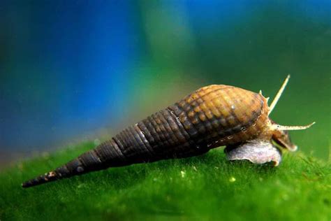 Chopstick Snail Detailed Guide Care Diet And Breeding Shrimp And
