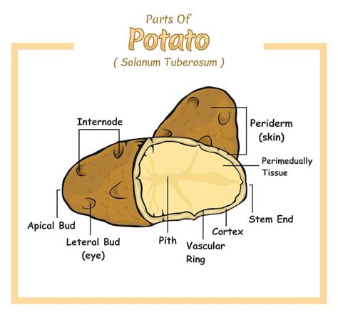 Potato Tubers Vectors Download Free High Quality Vectors From Freepik