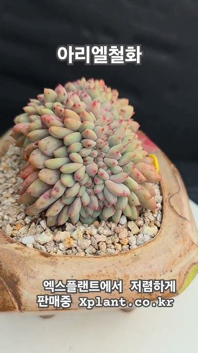 아리엘철화 철화 다육철화 다육이 다육식물 다육 Succulent 多肉植物 다육싸게파는곳 엑스플랜트 다육이를부탁해 Youtube