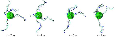 Dna Structure And Properties The Schatz Group