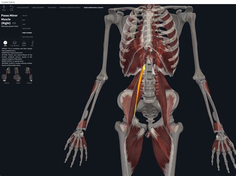 Psoas Minor Anatomy Origin Insertion And Action Youtu