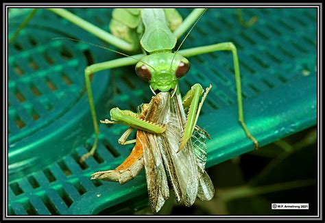 Why Female Praying Mantises Devour Their Partners During Sex