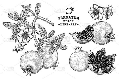 石榴水果手绘复古插画