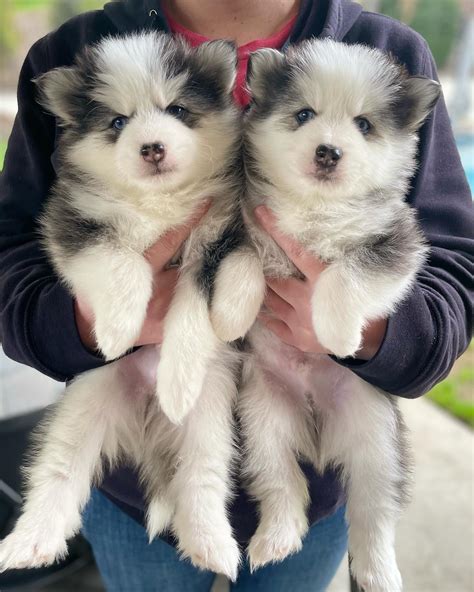 Is A Pomsky Right For Me Pomsky Owners Association