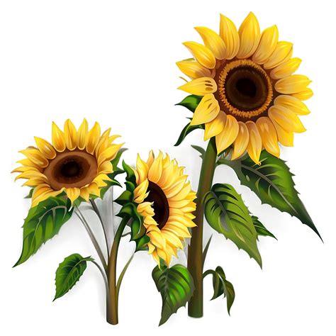 300 Sunflower Clipart Png Images