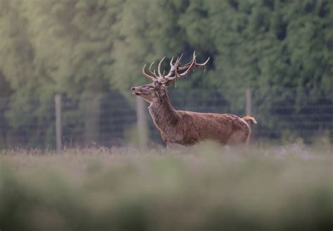 Danielle Needham Photography