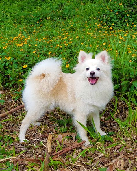 Miniature Samoyed Do Mini Samoyeds Exist With Pictures