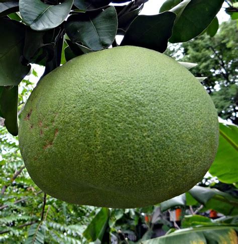 Jeruk Bali