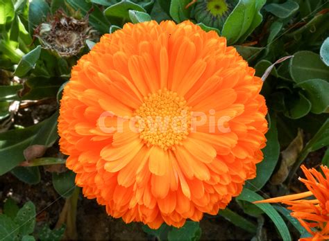 금잔화 꽃 봄꽃 봄 Flower 사진이미지일러스트캘리그라피 장국영작가