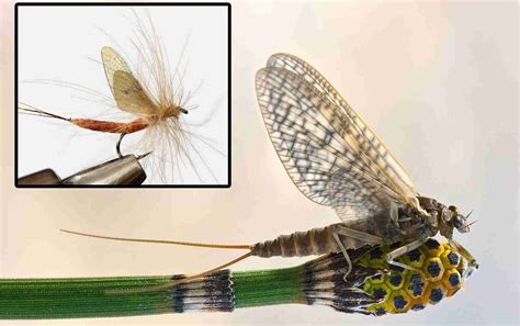 Nymphing Introduction To The Art Of Nymph Fly Fishing