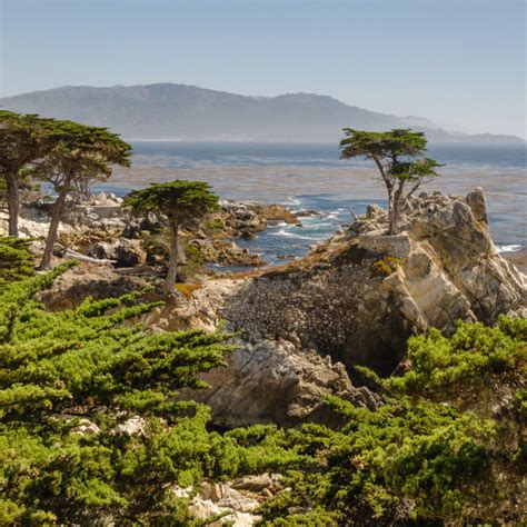 Monterey Cypress Cupressus Macrocarpa Plant Care And How To Grow Water