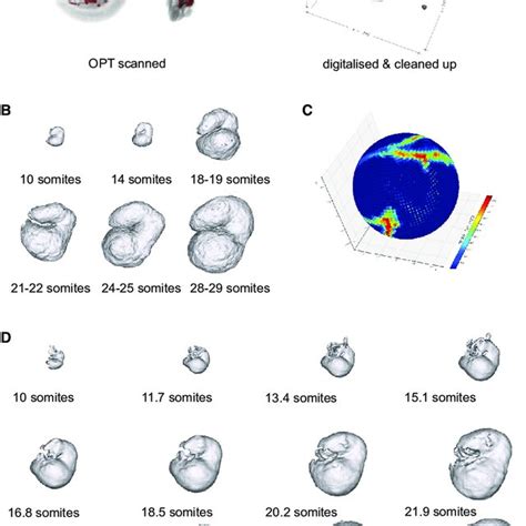 Volumetric Expansion And Reconstruction Using Spherical Harmonics A