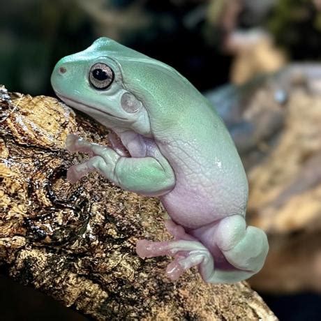 White Frog Species