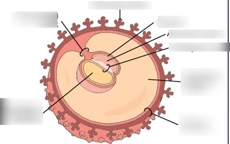 First Trim Diagram Quizlet