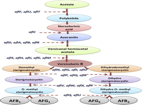 Schematic Representation Of Intermediates And Key Genes Involved In