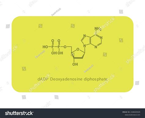 Dadp Deoxyadenosine Diphosphate Nucleoside Molecular Structure Stock Vector Royalty Free
