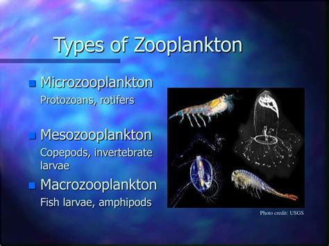 Ppt The Drift On Plankton Powerpoint Presentation Free Download Id