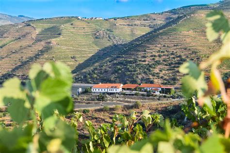 Quinta Do Tedo Visit And Olive Oil Tasting Portugal By Wine Wine