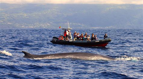 Whale Watching Tour From Lajes De Pico In Pico Island Azores Manawa