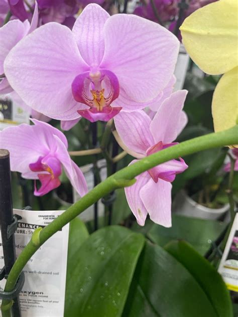 How To Propagate Moth Orchid Orchid Plant Care Growing Orchids