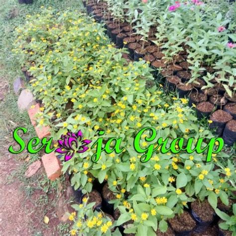 Tanaman Seruni Rambat Materi Soal