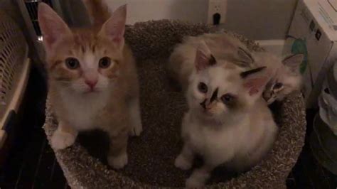 Sleepy Time In The Kitten Room Album On Imgur