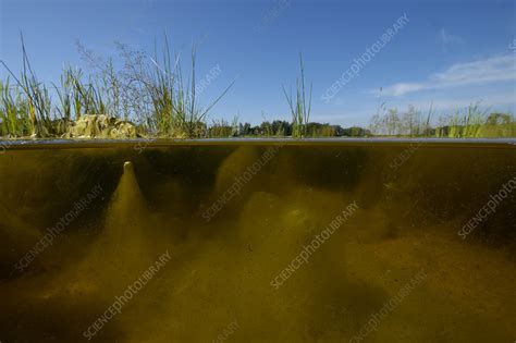 Algae Producing Oxygen Stock Image C041 0528 Science Photo Library