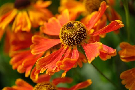 Free Natural Flowers Flower Images Pixabay