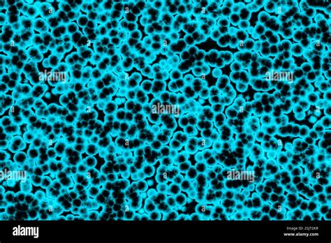 Shape Of Bacterial Cell Cocci Bacilli Spirilla Bacteria Background
