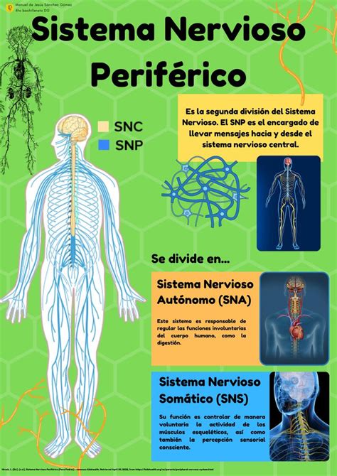 Sistema Nervioso Periférico Sistema Nervioso Maqueta Del Sistema