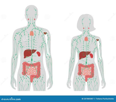 Lymphatic System Concept Stock Vector Illustration Of Medical 207885087