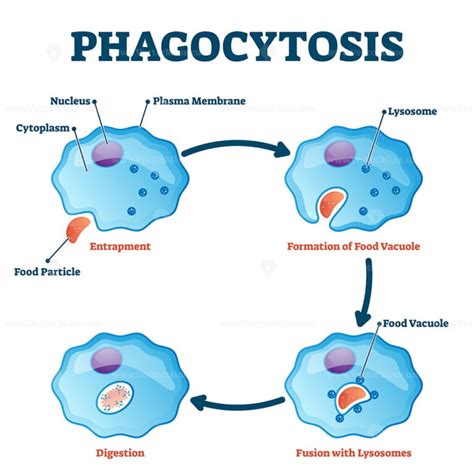 Phagocytosis Vector Illustration Vectormine