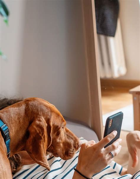 Dog Teeth Chattering Why It Happens And What It Means Petlab Co