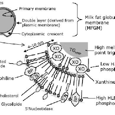 Structure Of The Milk Fat Globule Membrane Michalski Et Al 2002