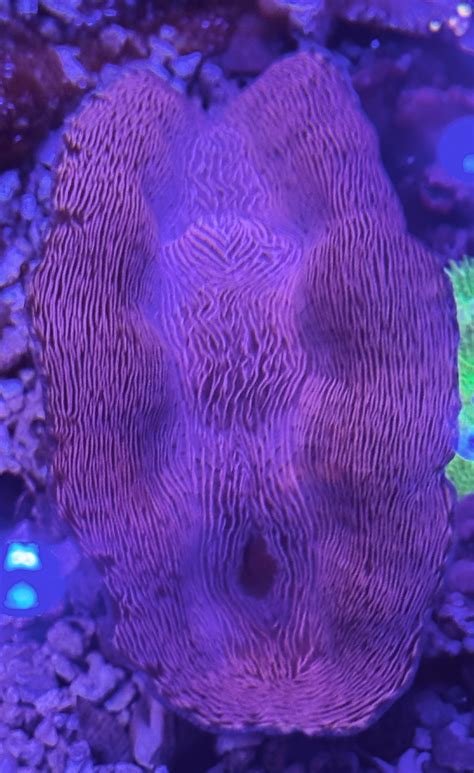 Derasa Clam 3 4 Blu Aquarium Store